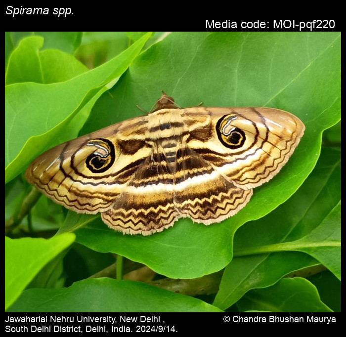 Spirama spp. | Moths